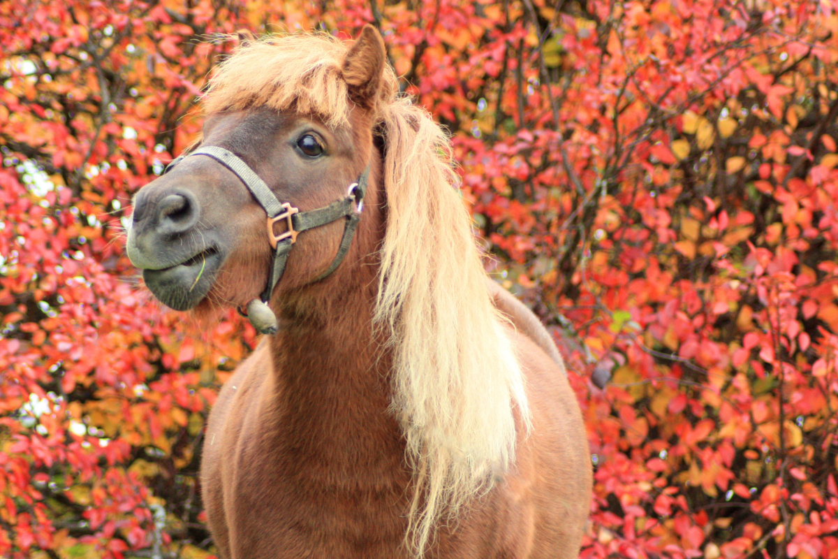 Galloping gallery | Pony Magazine